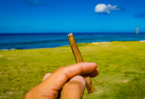 Joint Vs Blunt: What's The Difference - East Bay Cannabis Delivery